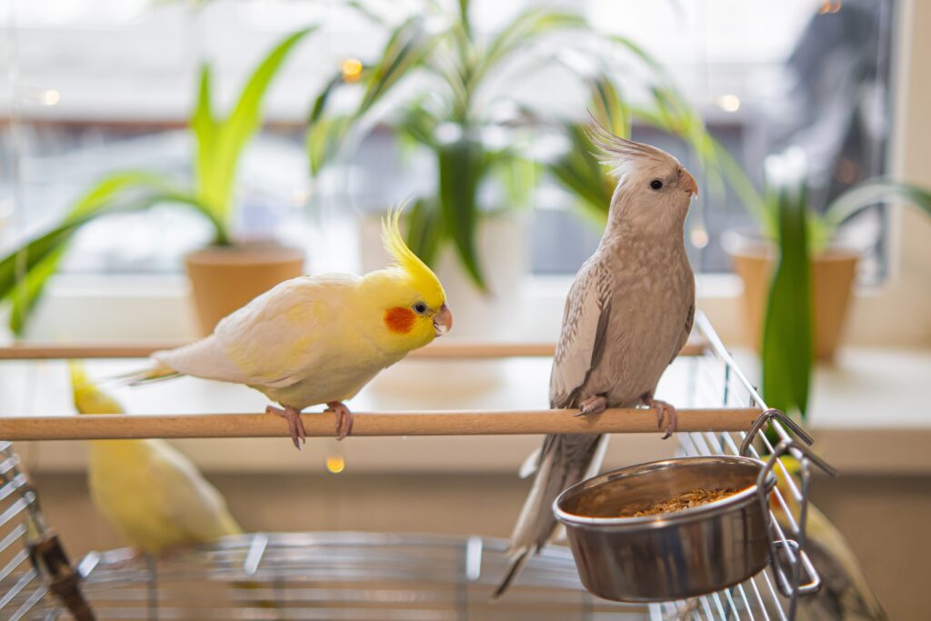 Small Parrot Care: Vital Guidelines for Ensuring Your Feathered Friends ...